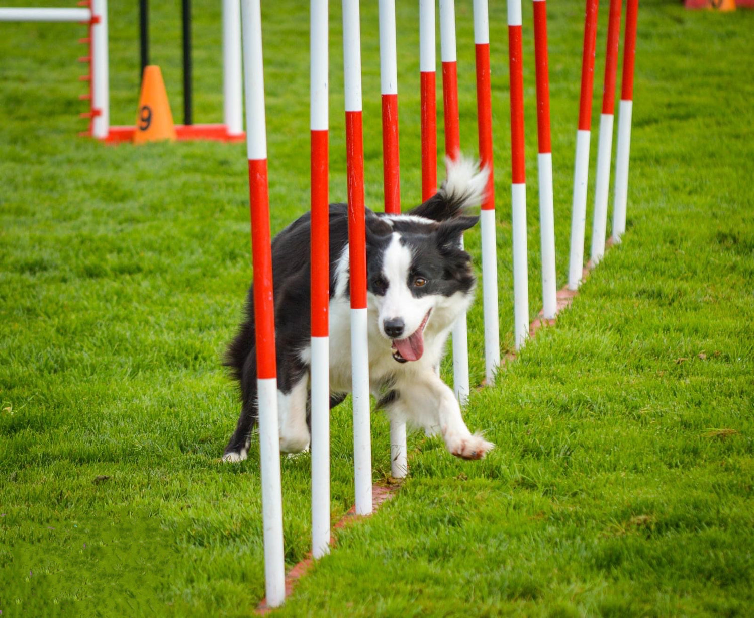 Bark N Ball | About Us | Ottawa